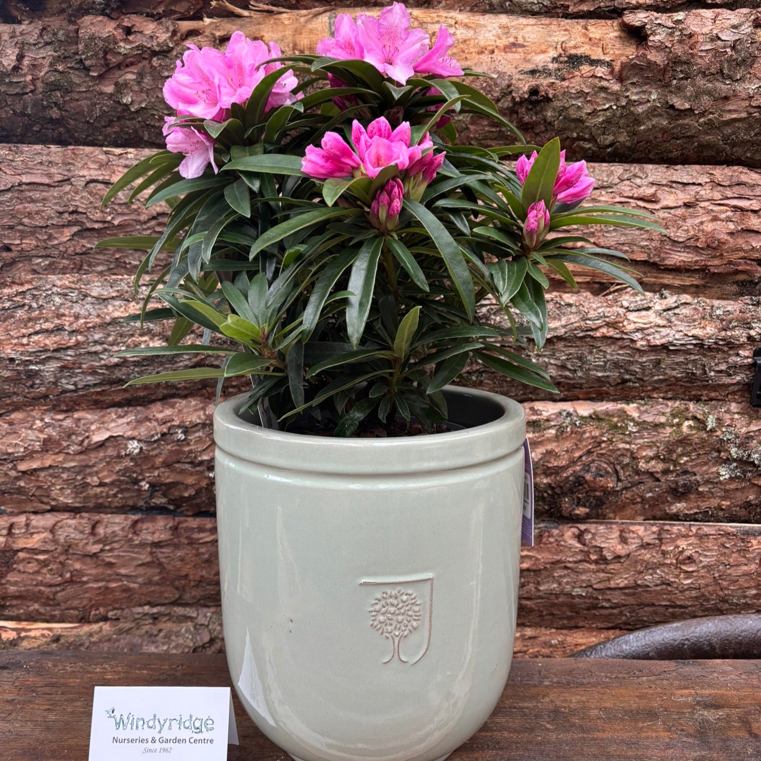 Potted Rhododendron in a 24 cm pot – Windyridge Garden Centre