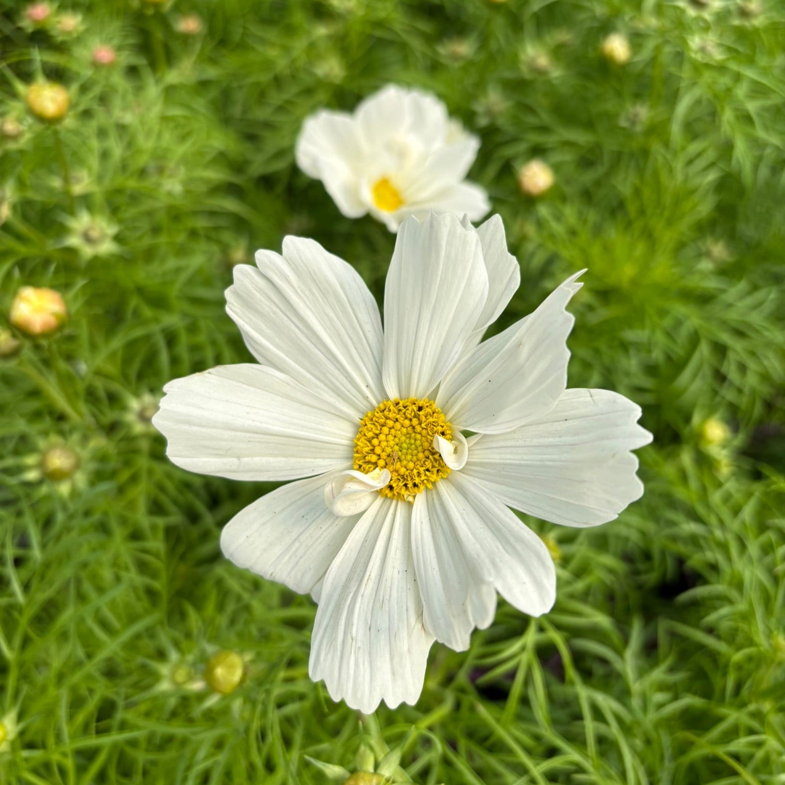Cosmos White 2L – Windyridge Garden Centre