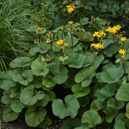 Ligularia dentata Pandora – Windyridge Garden Centre
