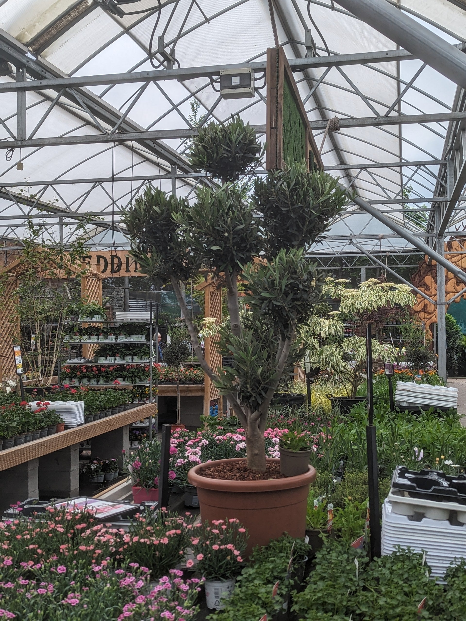 Olive Tree Pompon Young Bark (Olea europea) – Windyridge Garden Centre