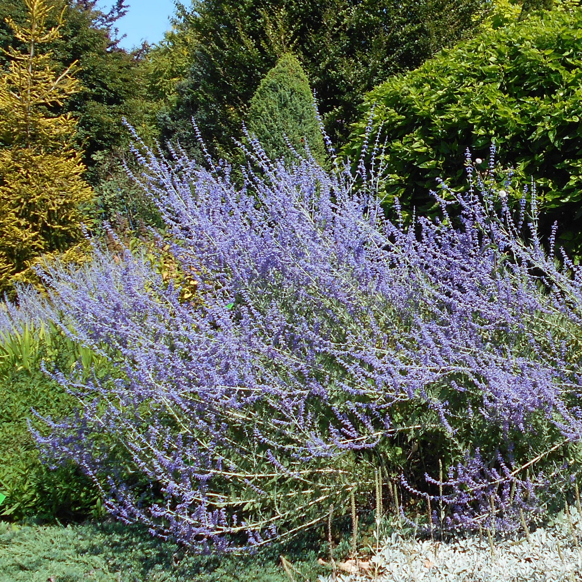 Perovskia atripl. Blue Spire 2L, square pot – Windyridge Garden Centre