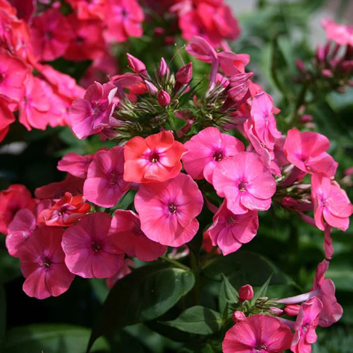 Phlox Famous Coral – Windyridge Garden Centre