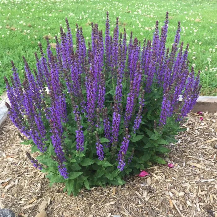 Garden Sage Salvia East Friesland (2Ltr Pot) – Windyridge Garden Centre
