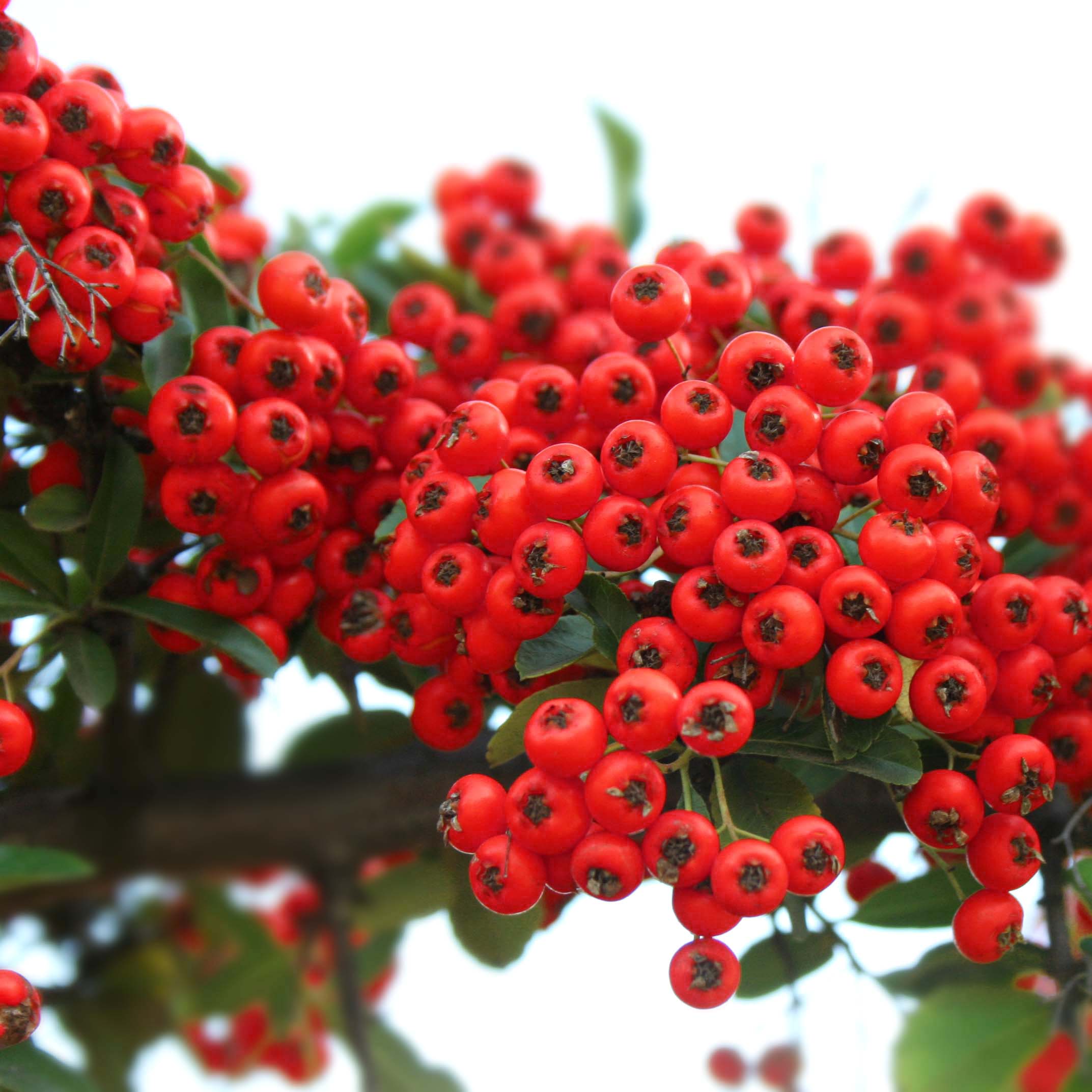 Buy Pyracantha Red Column Online | Windyridge Garden Centre ...