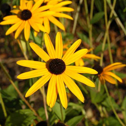 Rudbeckia Goldstrum 2L – Windyridge Garden Centre