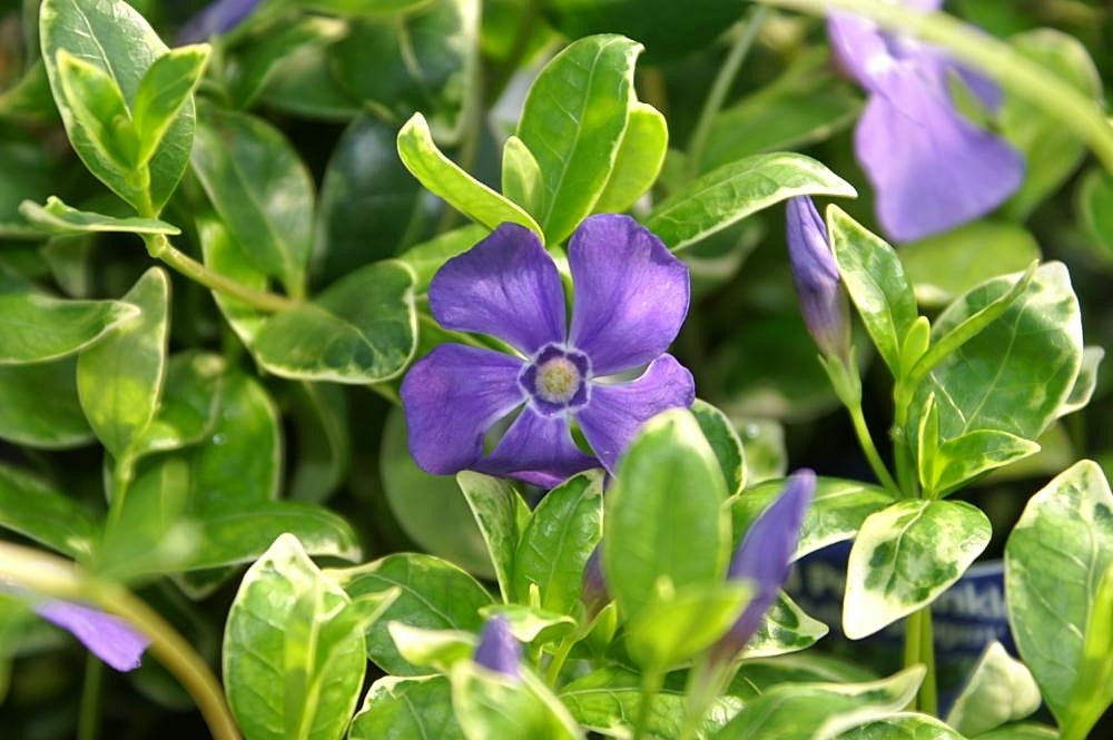 Vinca minor Ralph Shugert – Windyridge Garden Centre