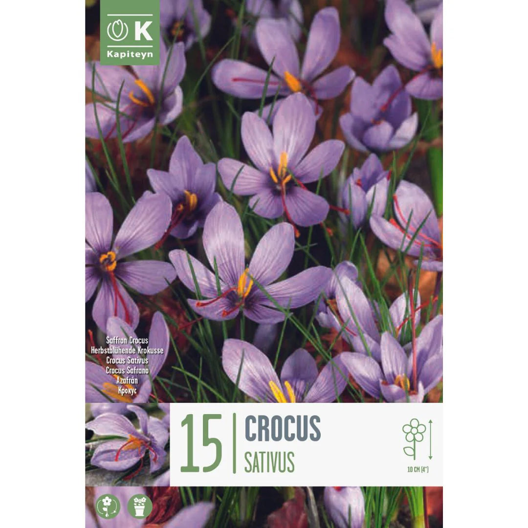 Buy Crocus Sativus X 15 Online | Windyridge Garden Centre – Windyridge ...