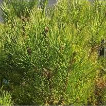 Pinus pinea Silver Crest – Windyridge Garden Centre