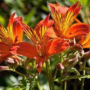 ALSTROEMERIA sp. Wild Valley Red – Windyridge Garden Centre