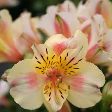 Alstroemeria Inticancha Sunset 3 Ltr – Windyridge Garden Centre