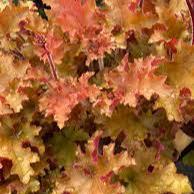 Coral Bells (Heuchera Orangeberry) – Windyridge Garden Centre