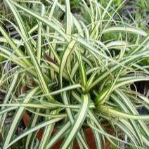 CAREX Ice Cream – Windyridge Garden Centre