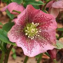 Buy Helleborus Ori. Online | Windyridge Garden Centre – Windyridge ...