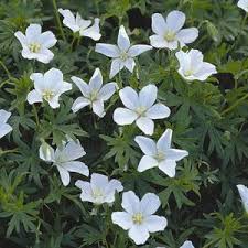 Buy Geranium Sang. Album Online | Windyridge Garden Centre – Windyridge ...
