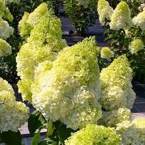 Buy Hydrangea Pan. Matterhorn Online | Windyridge Garden Centre ...