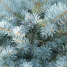 Buy Picea Pungens Super Blue 80-90 Cm C10 Online | Windyridge Garden ...