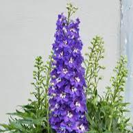 DELPHINIUM delgenius Kingsley – Windyridge Garden Centre