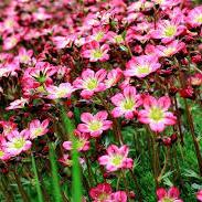 Saxifraga Pixie – Windyridge Garden Centre