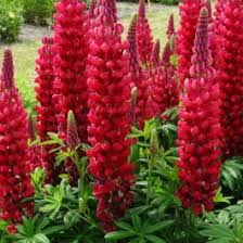 Lupin Westcountry Beefeater – Windyridge Garden Centre