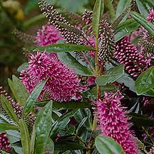 HEBE Raspberry Ripple – Windyridge Garden Centre