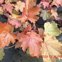 Buy Heuchera Maple Syrup Online | Windyridge Garden Centre – Windyridge ...