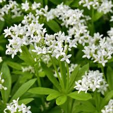 GALIUM odoratum – Windyridge Garden Centre