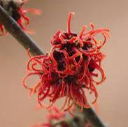 Hamamelis int. Rubin – Windyridge Garden Centre