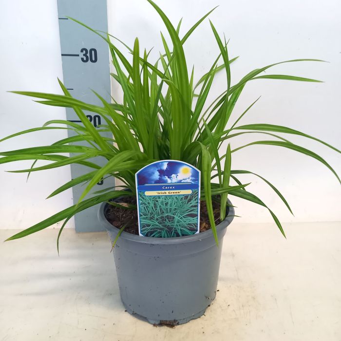 Carex Irish Green 2 Ltr pot – Windyridge Garden Centre