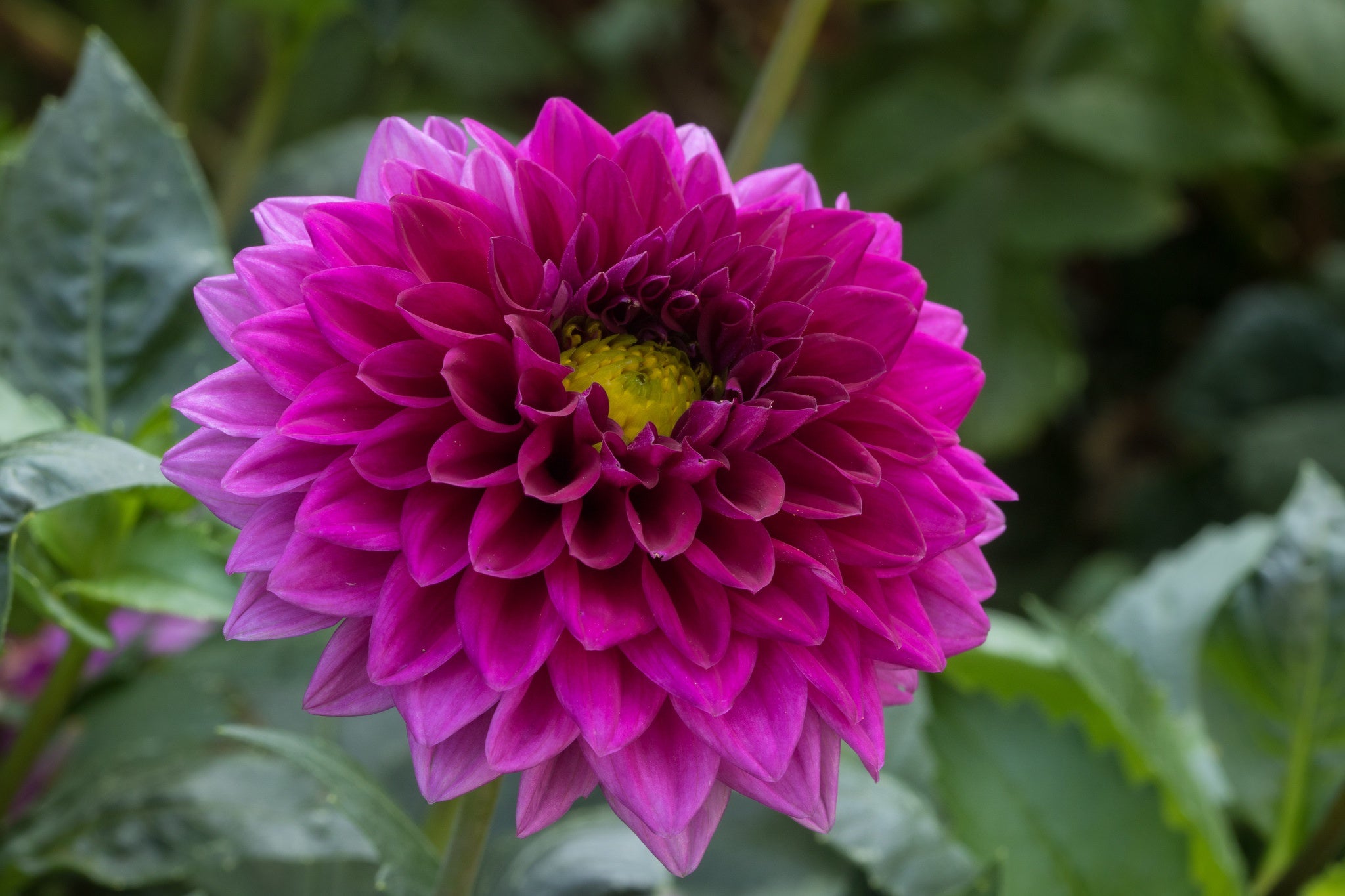 Dahlia maxi Castillo – Windyridge Garden Centre