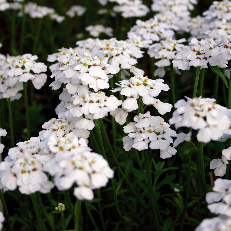 IBERIS semp. Masterpiece – Windyridge Garden Centre