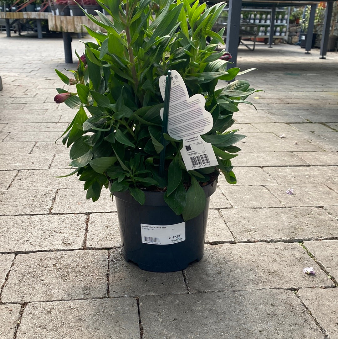 Alstroemeria Inca mix – Windyridge Garden Centre
