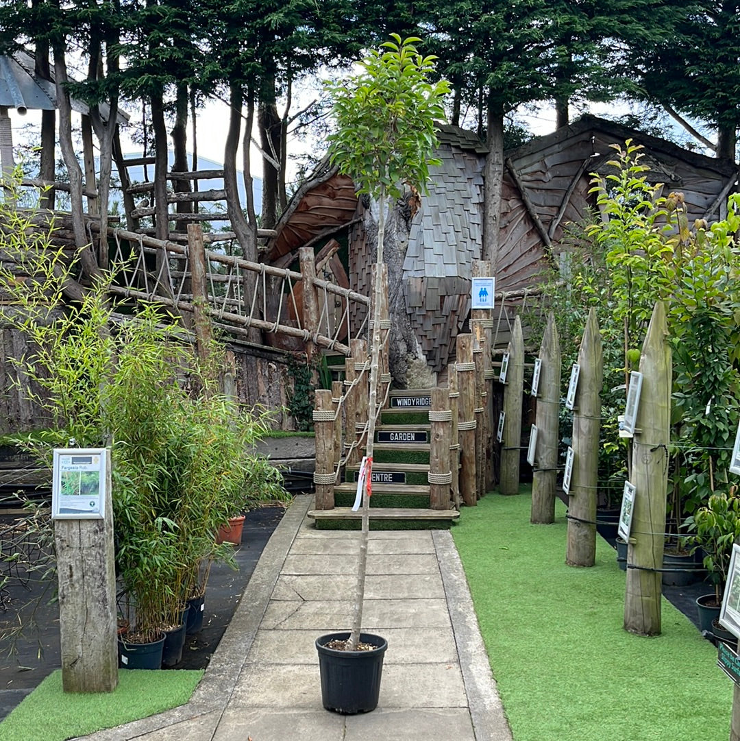 LIGUSTRUM JAPONICUM CLT 25 / 30 CIRC. TR. 08 - 10 CM STD – Windyridge ...