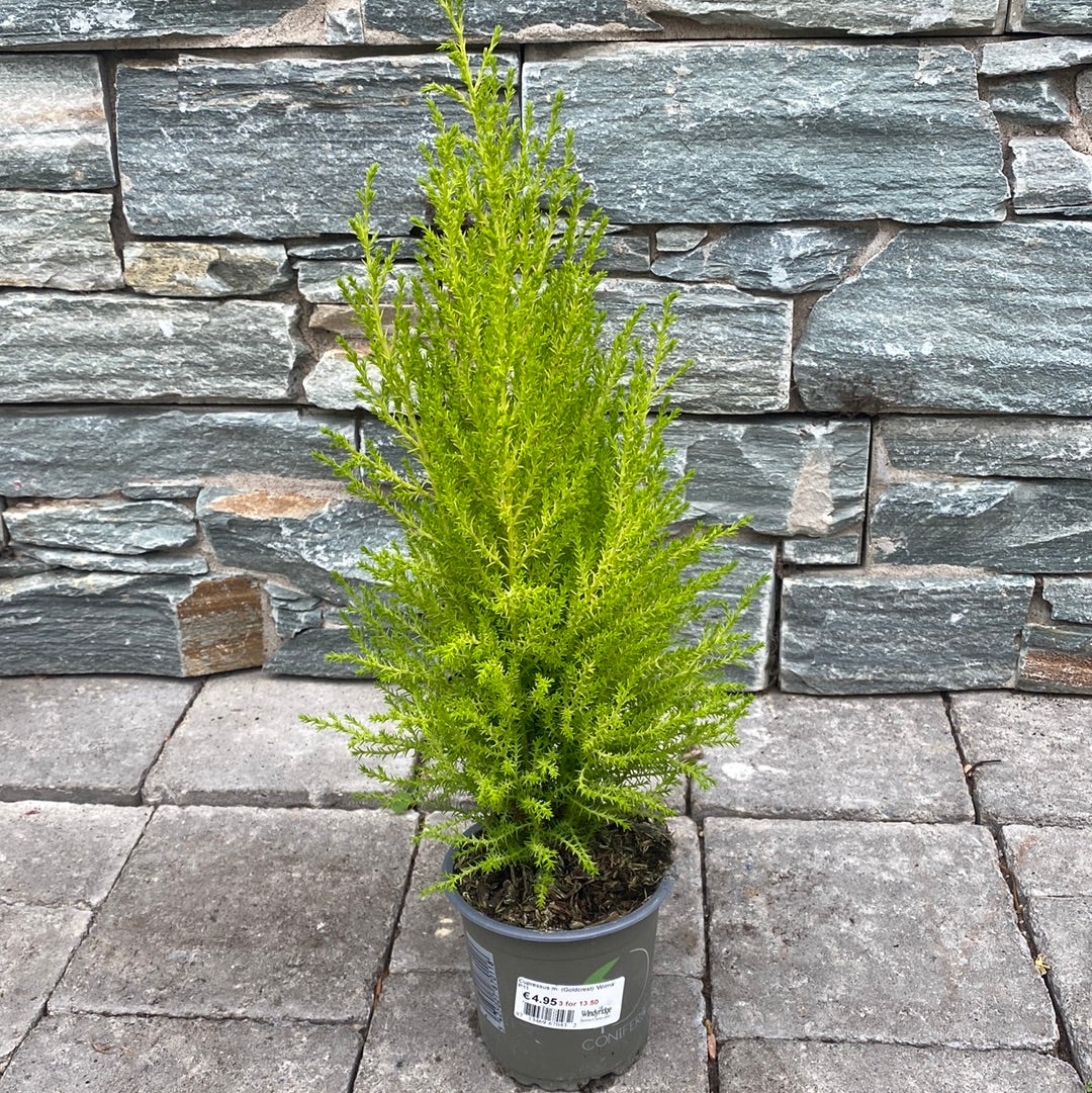 Cupressus m. (Goldcrest) Wilma 11cm Pot – Windyridge Garden Centre