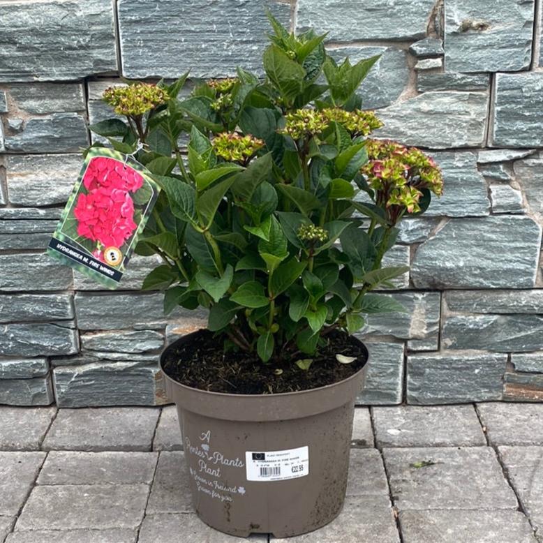 HYDRANGEA M. FIRE WINGS – Windyridge Garden Centre
