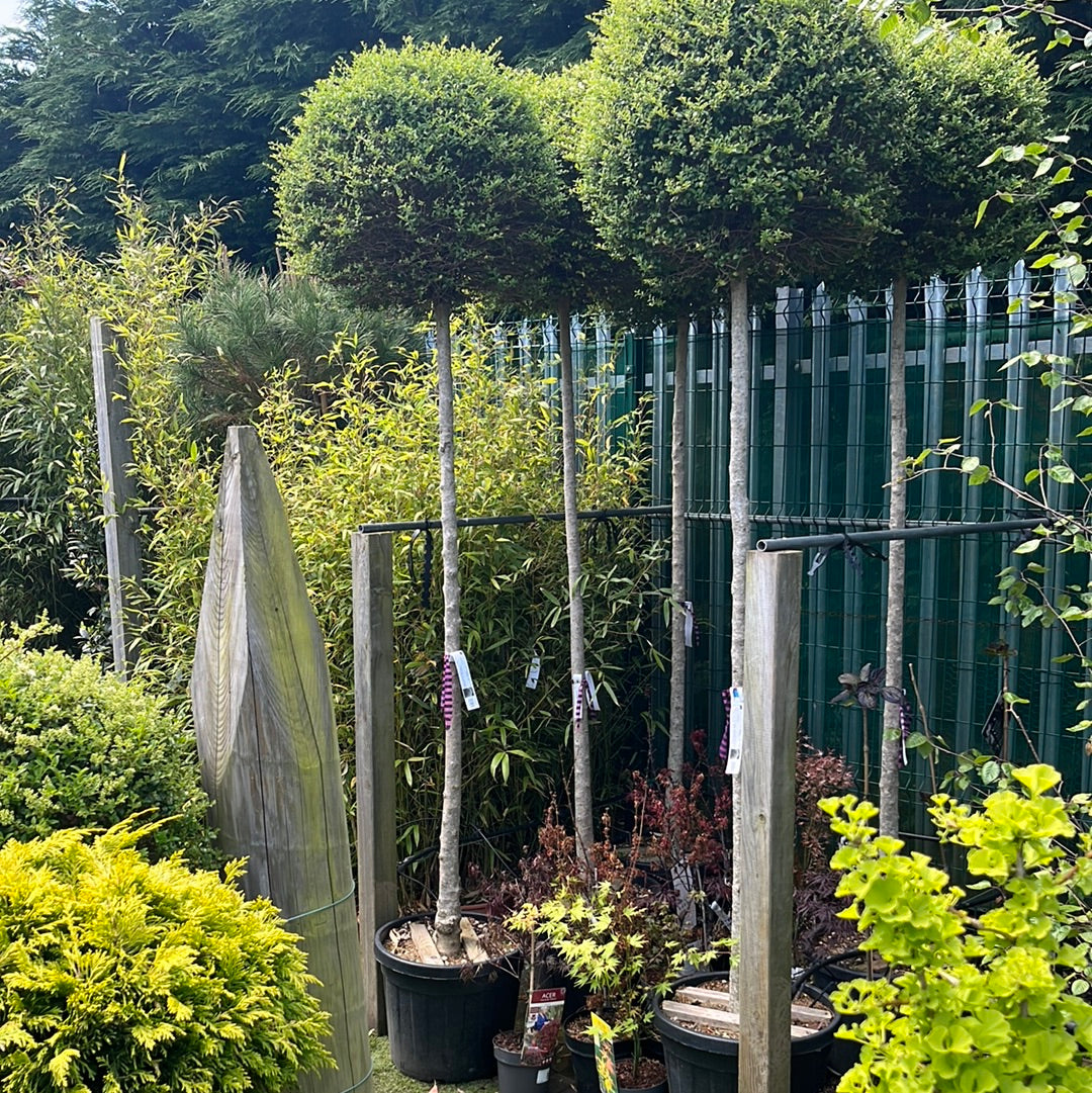 LIGUSTRUM JONANDRUM CLT 55 CIRC. TR. 12 - 14 CM STD CHIOMA 60 - 70 CM ...