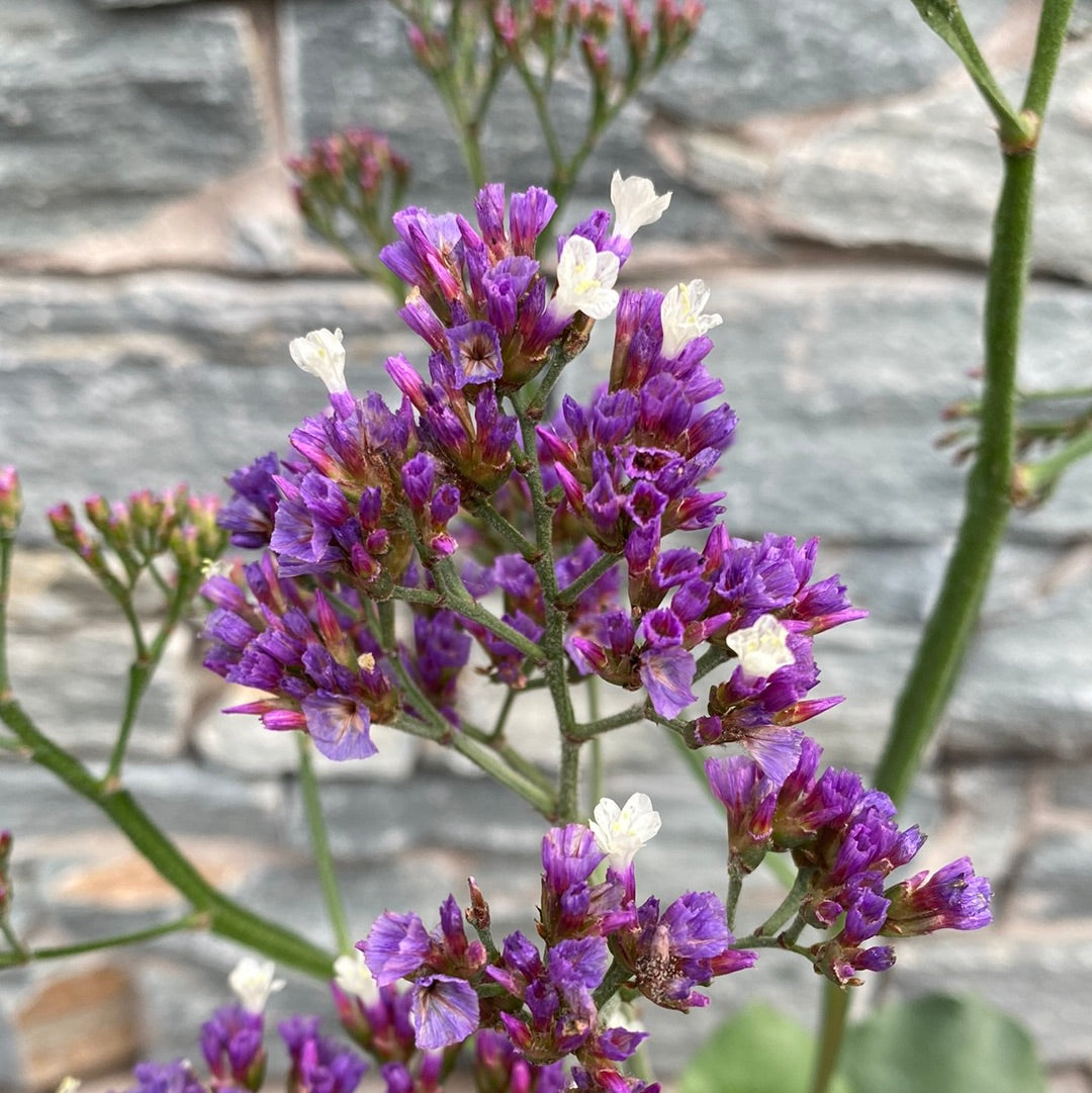 Sea Lavender (Limonium Salt Lake) – Windyridge Garden Centre