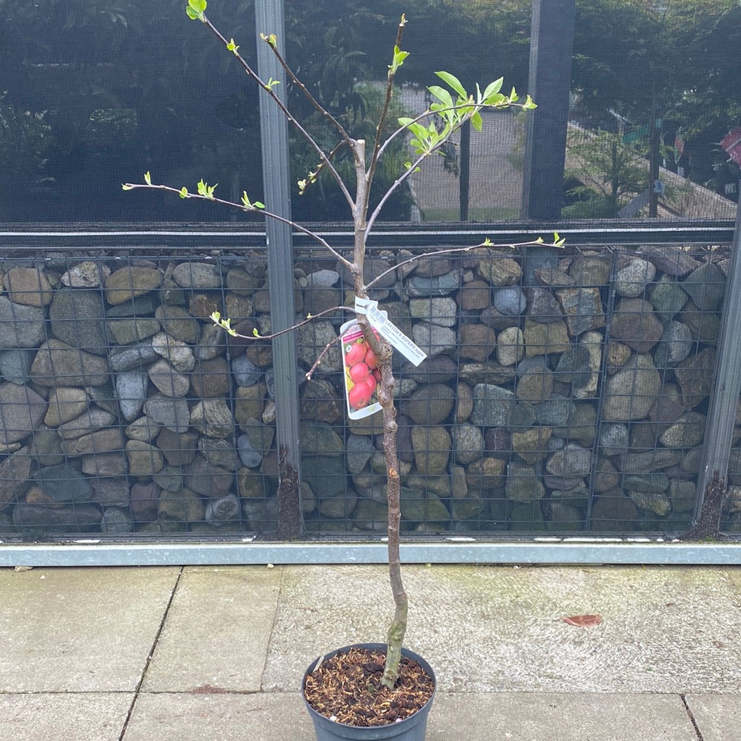 Laxton Superb apple – Windyridge Garden Centre