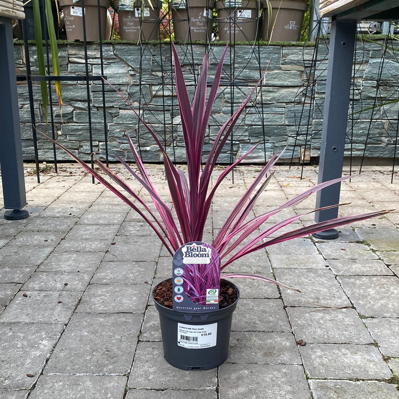 CORDYLINE Paso Doble – Windyridge Garden Centre