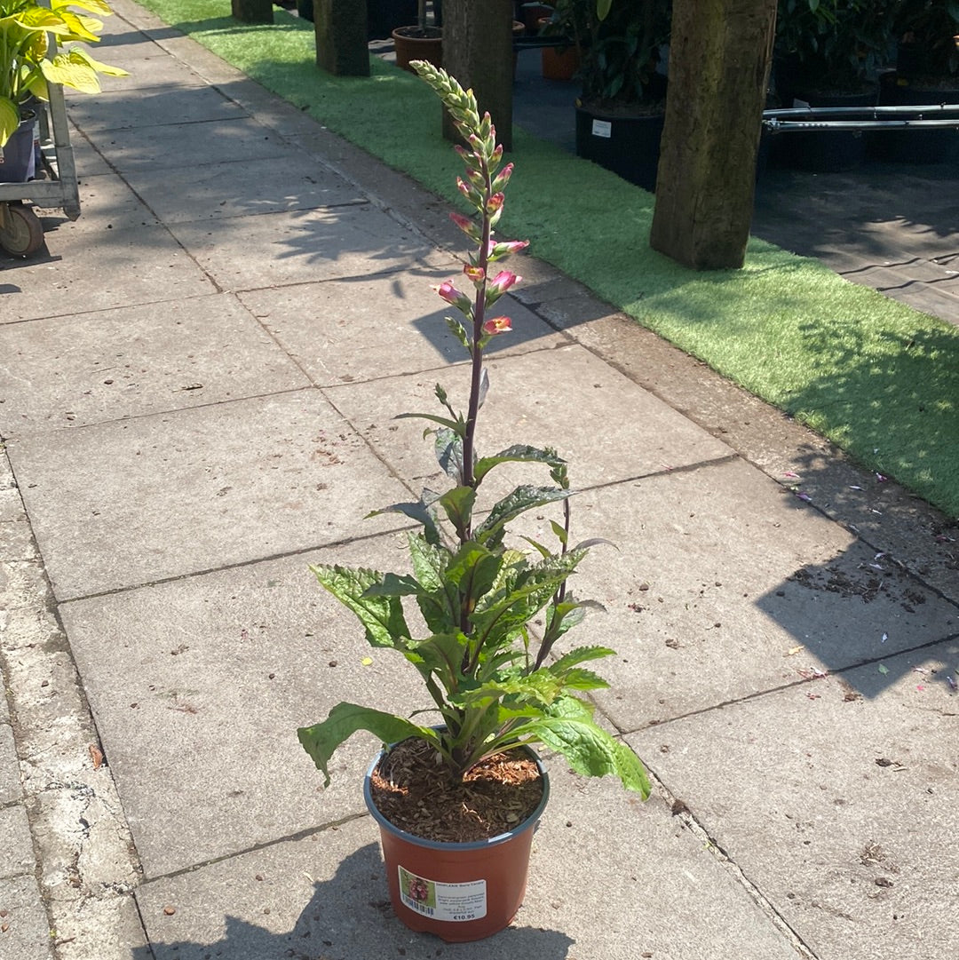 DIGIPLEXIS Berry Canary – Windyridge Garden Centre