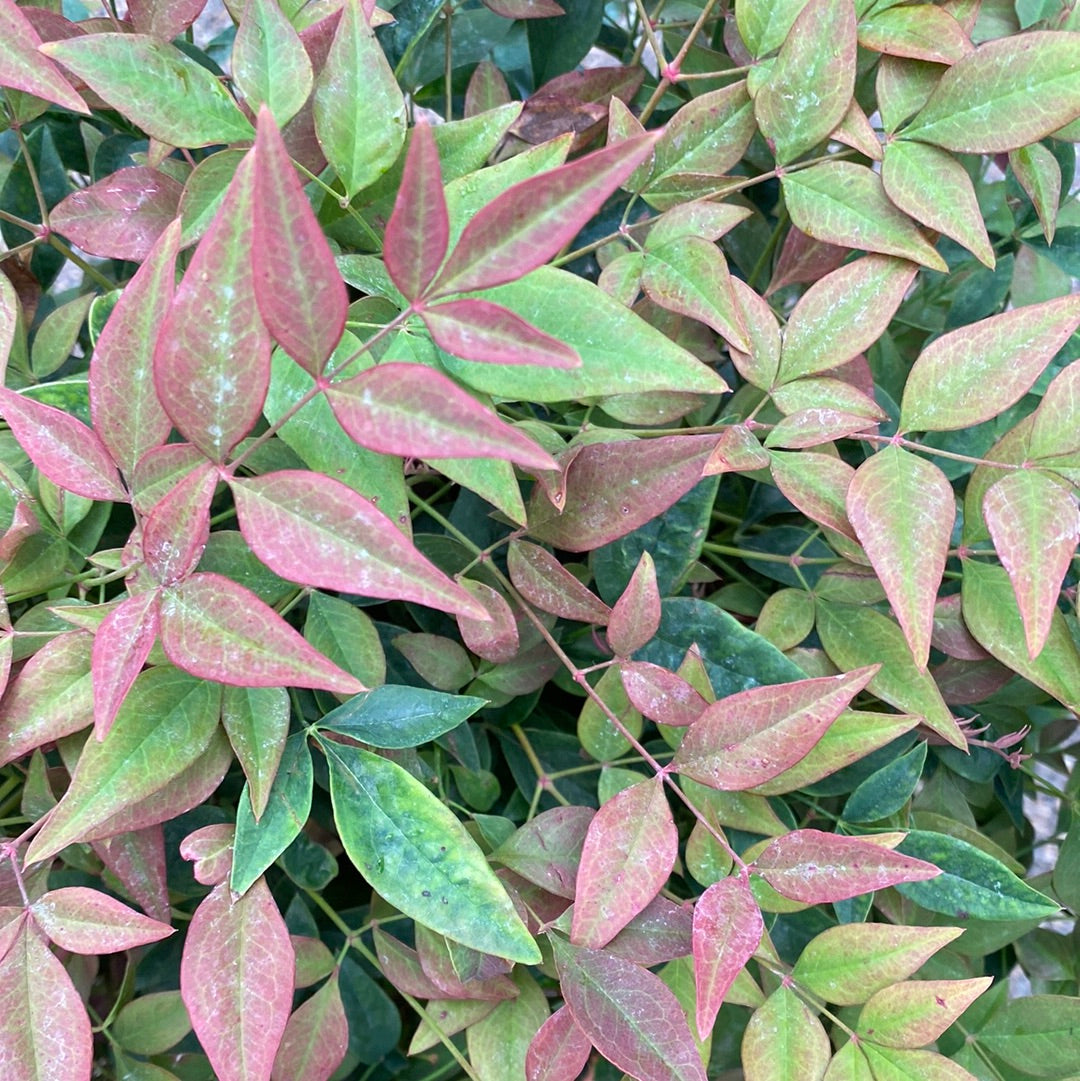 NANDINA dom. Obsessed – Windyridge Garden Centre