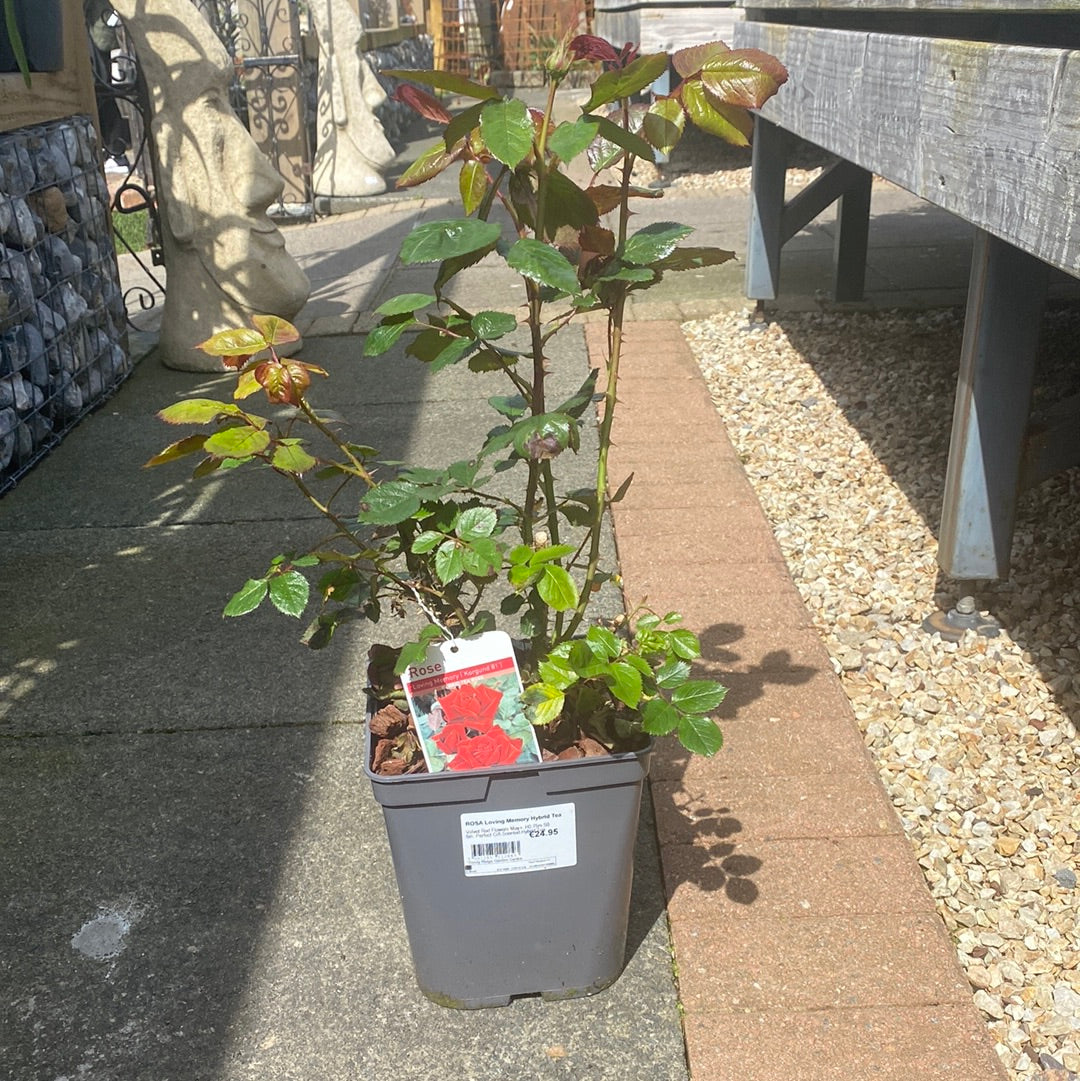 ROSA Loving Memory Hybrid Tea – Windyridge Garden Centre