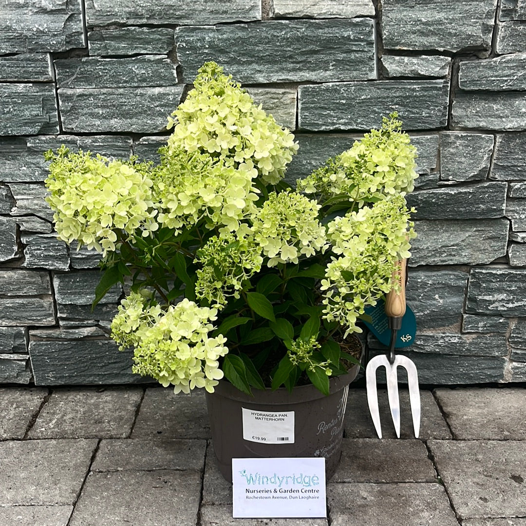 HYDRANGEA PAN. MATTERHORN – Windyridge Garden Centre