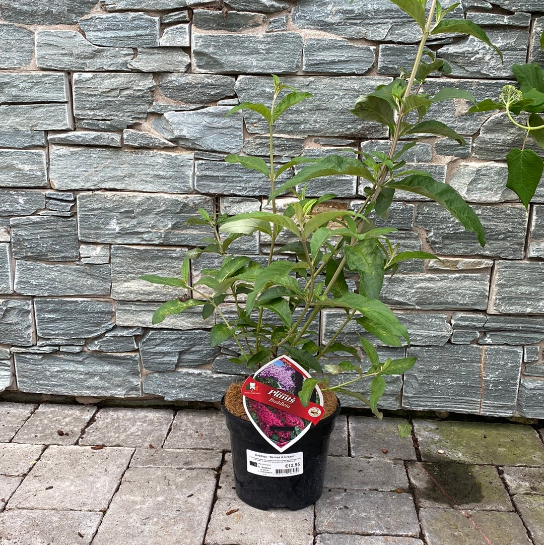 Buddleia Berries & Cream – Windyridge Garden Centre