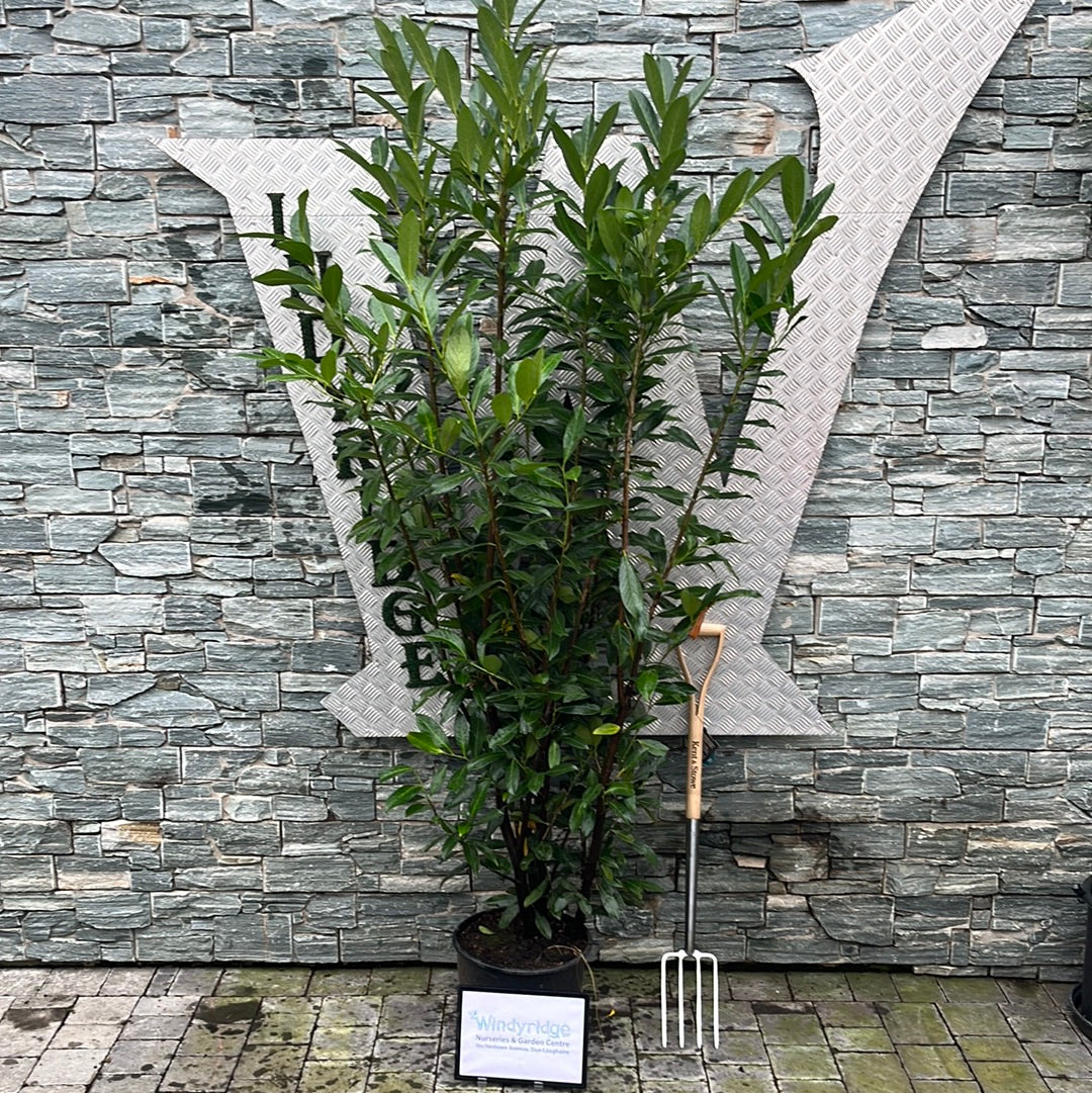 Prunus lau. Caucasica 200cm – Windyridge Garden Centre