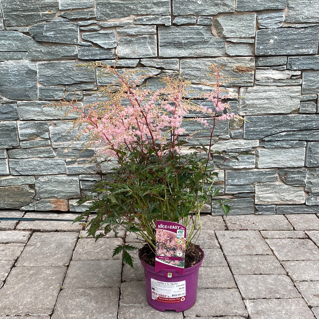 Dwarf Astilbe Astilbe Sprite (2Ltr Pot) – Windyridge Garden Centre