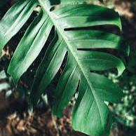 Monstera deliciosa P21, eco sleeve – Windyridge Garden Centre
