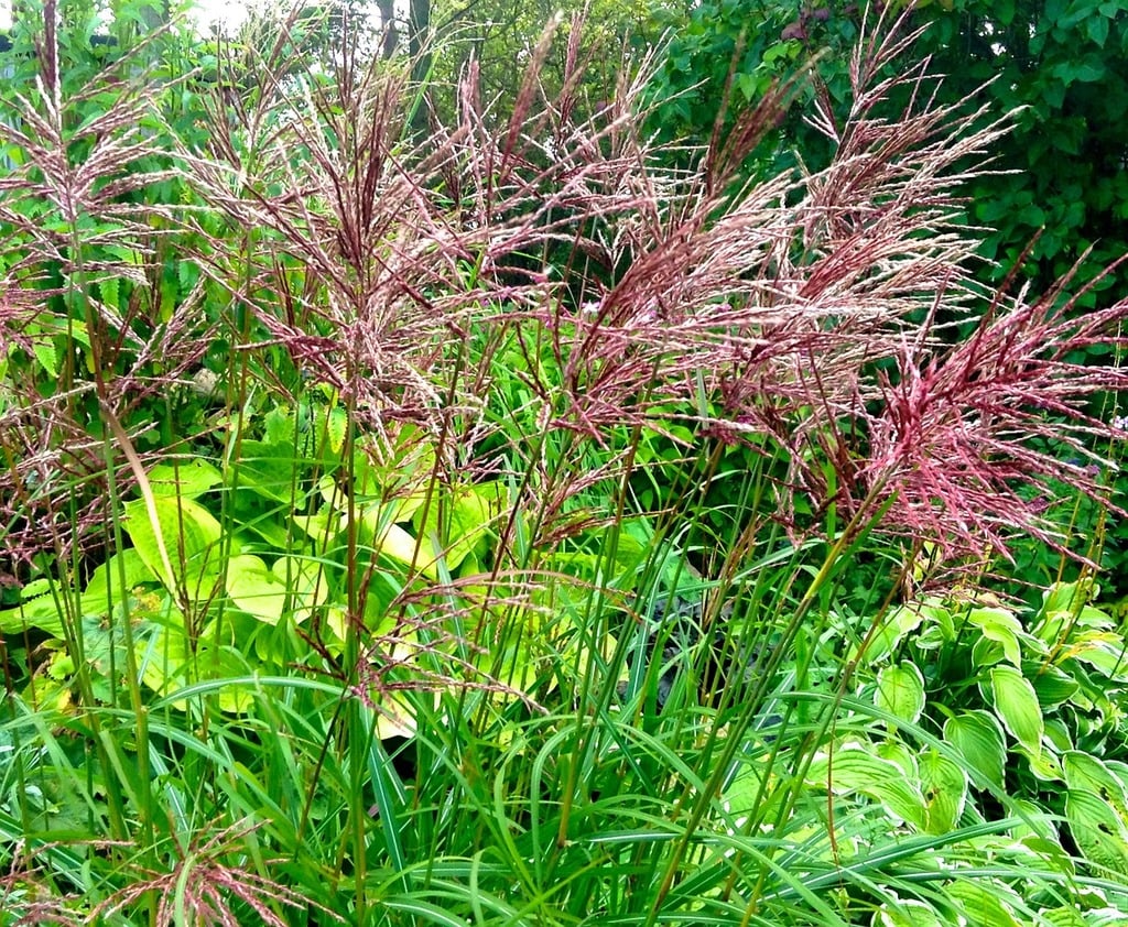 Buy Miscanthus Pink Cloud Online | Windyridge Garden Centre ...
