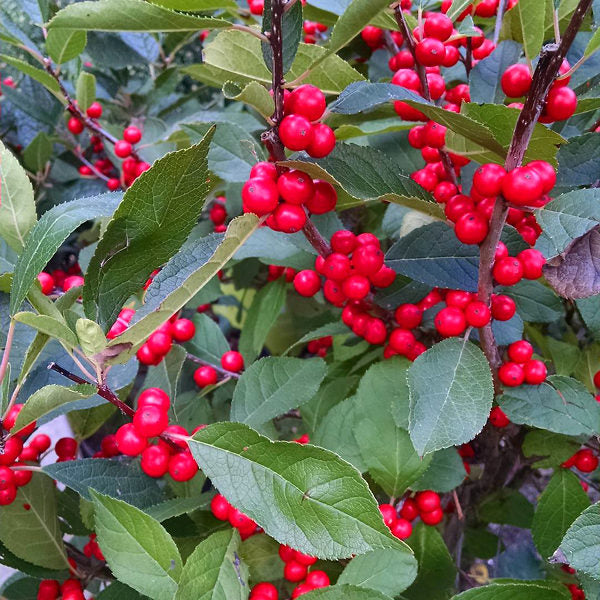 Ilex verticillata Magical Berry 60-80 CM – Windyridge Garden Centre