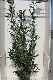 Prunus lau. Caucasica 200cm – Windyridge Garden Centre