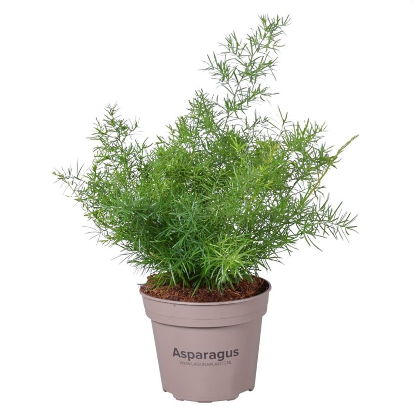 Asparagus dens. Sprengeri P15 – Windyridge Garden Centre